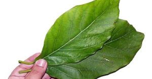 Esta Hoja ayuda a producir insulina, limpia riñones, eliminar ácido ...